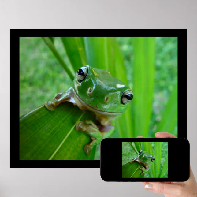 Green Tree Frog Posters & Prints | Zazzle