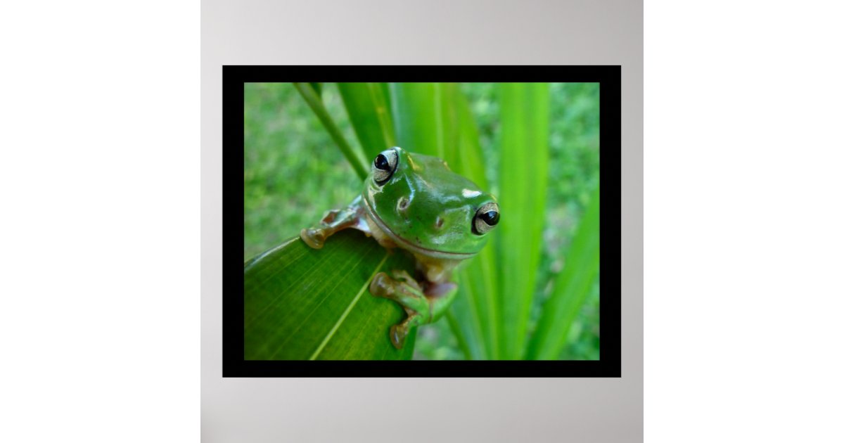 Green Tree Frog Posters & Prints | Zazzle