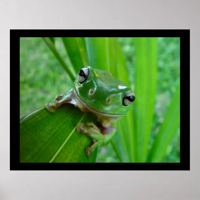 Green Tree Frog Posters & Prints | Zazzle