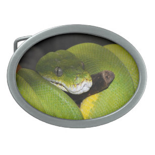 Snake Belt Buckles | Zazzle