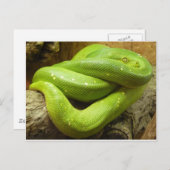 Green Tree Python Postcard | Zazzle