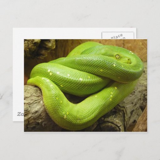 Green Tree Python Postcard | Zazzle