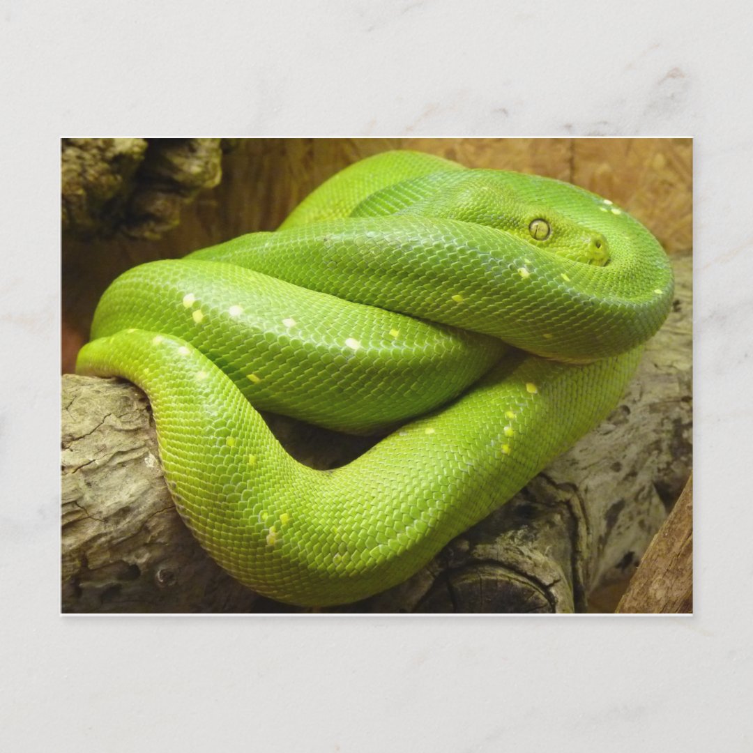 Green Tree Python Postcard | Zazzle