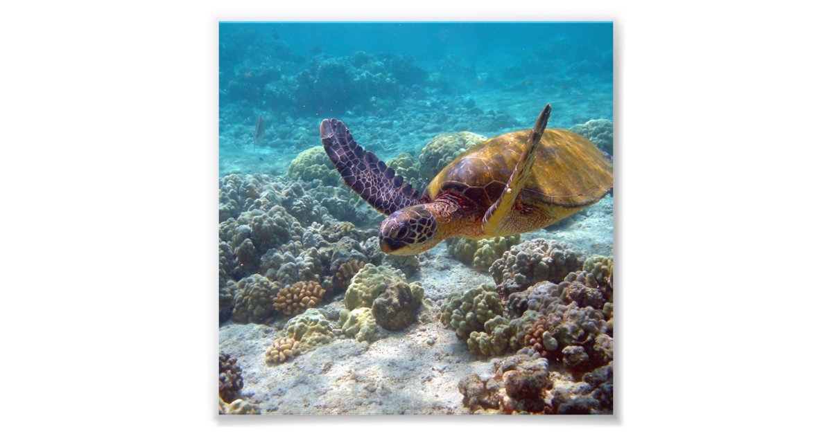 Green Turtle Photo Print | Zazzle