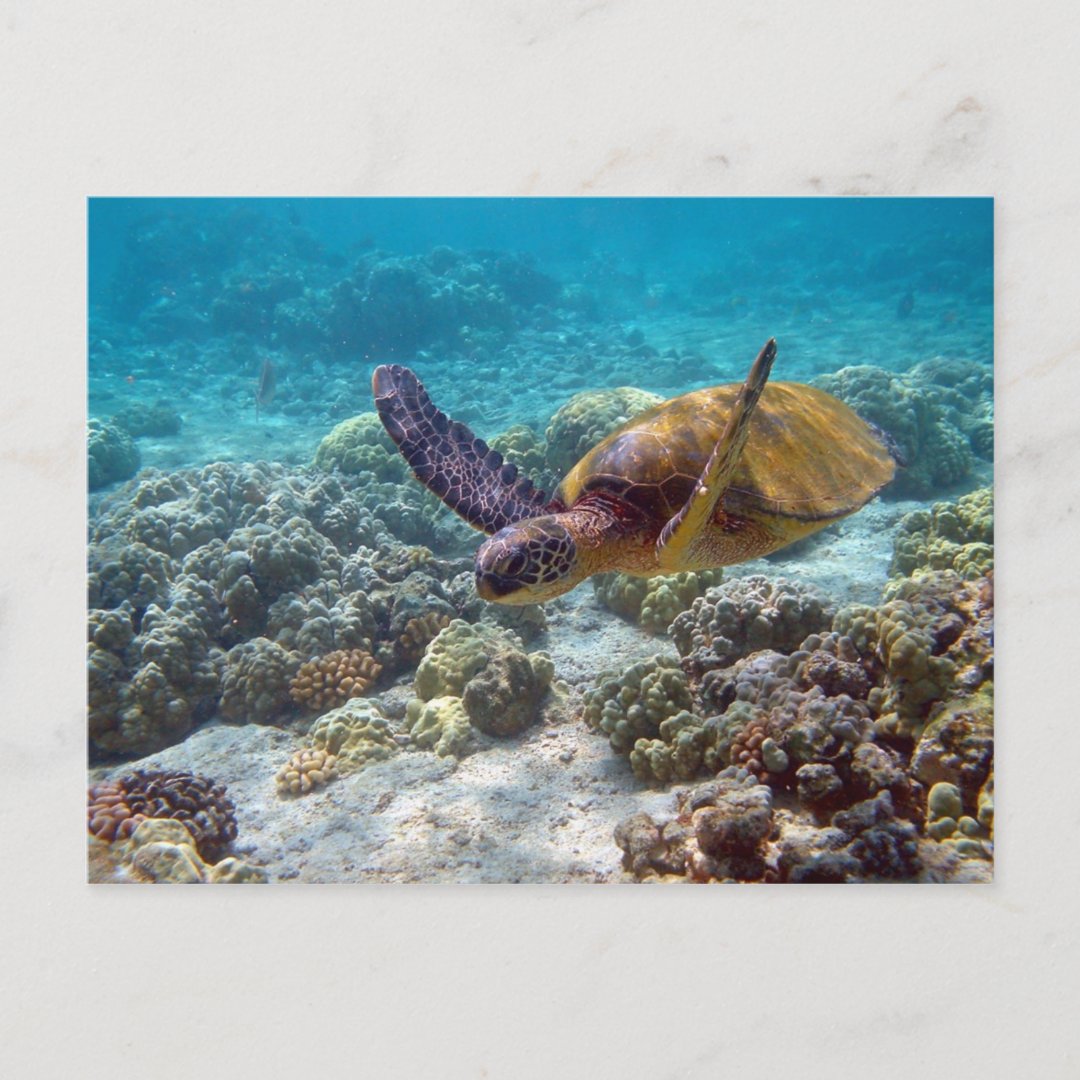Green Turtle Postcard | Zazzle