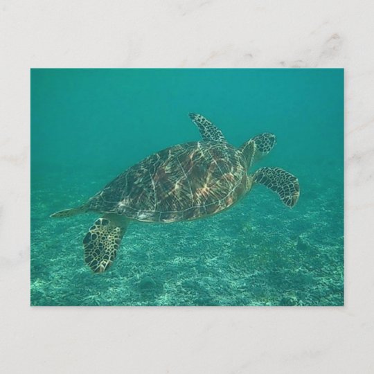 green turtle postcard | Zazzle.com