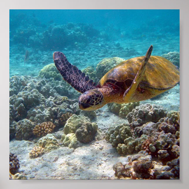 Green Turtle Poster | Zazzle