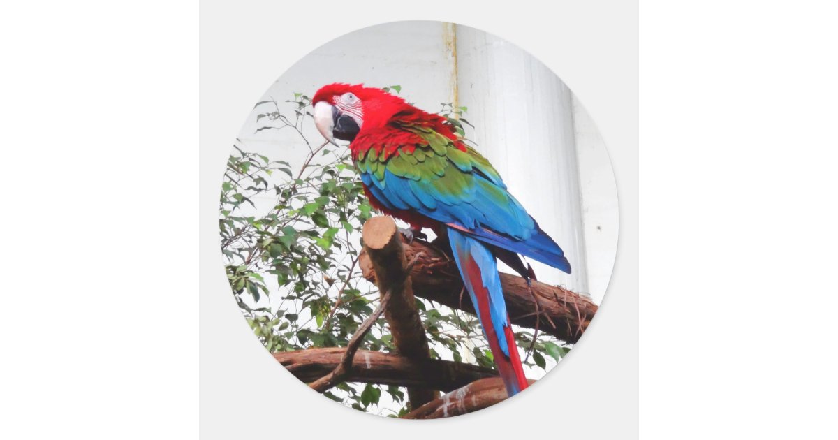 Green-winged Macaw #3 Stickers | Zazzle