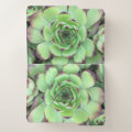 Green with Purple Tips Succulent Close-Up Photo File Folder | Zazzle