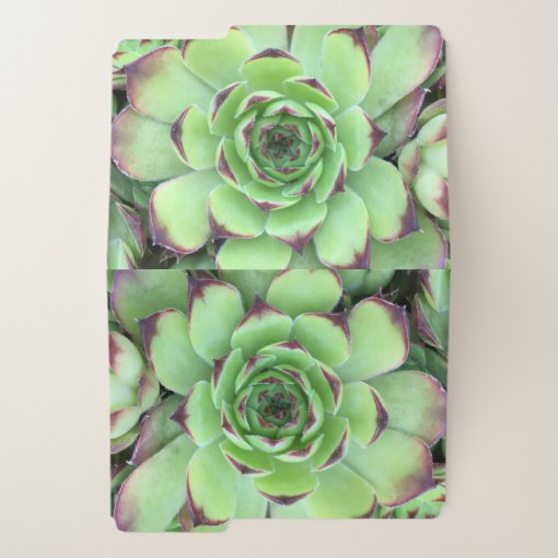 Green with Purple Tips Succulent Close-Up Photo File Folder | Zazzle