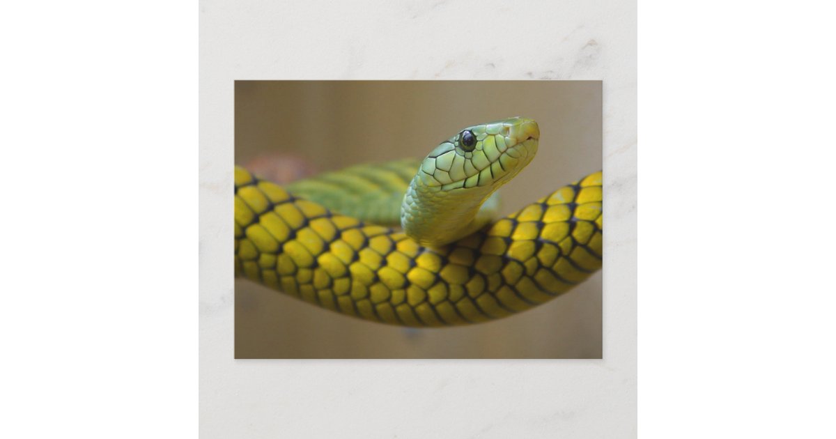 GREEN YELLOW SCALED SNAKE REPTILE PHOTOGRAPHY POSTCARD | Zazzle