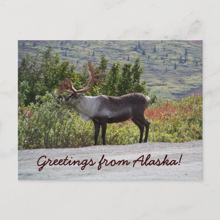 Greetings from Alaska! Postcard | Zazzle