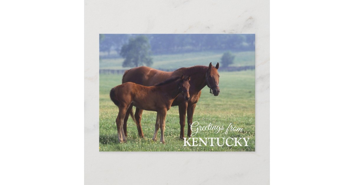 greetings from Kentucky Postcard | Zazzle