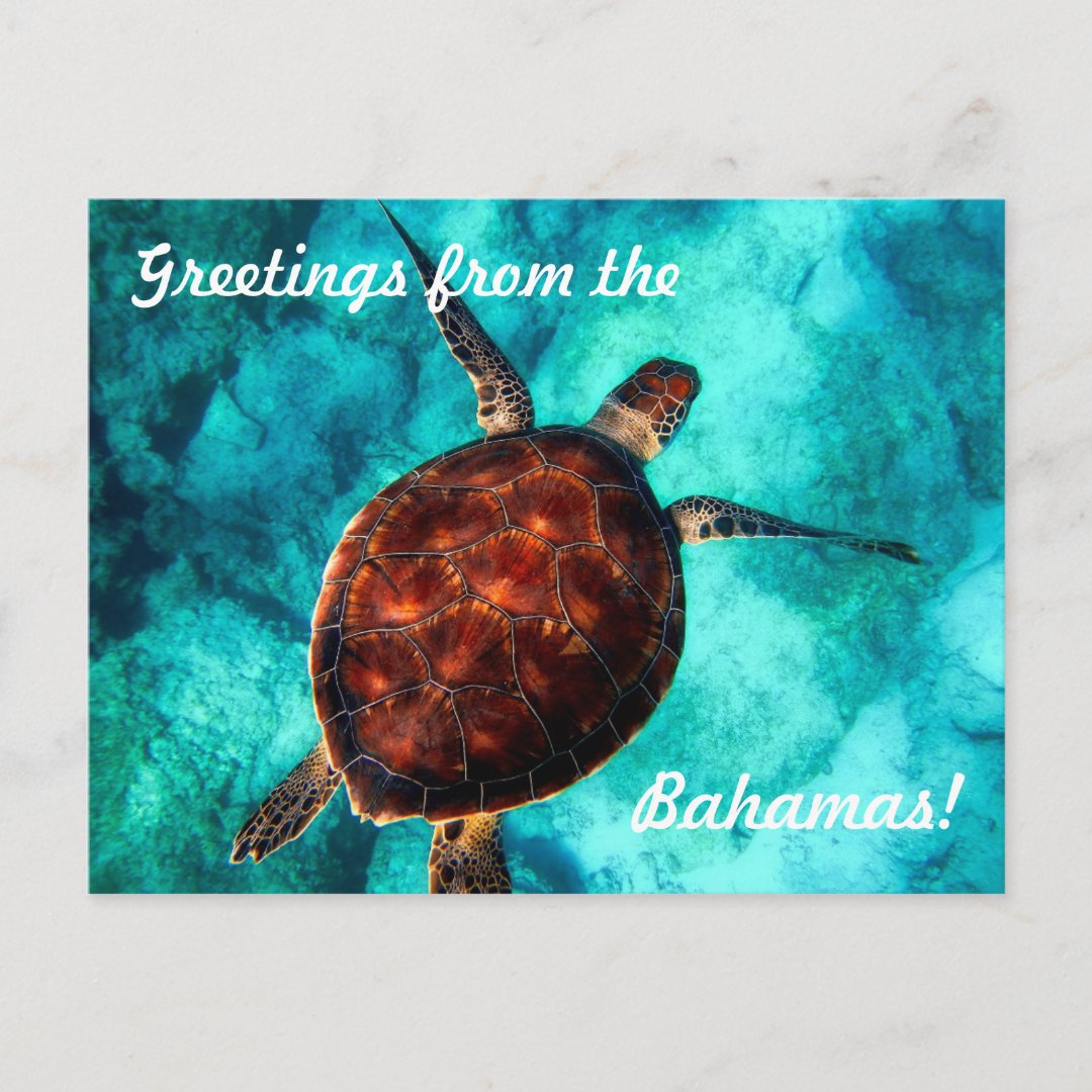 Greetings from the Bahamas Postcard | Zazzle