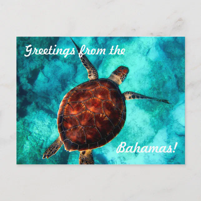 Greetings from the Bahamas Postcard | Zazzle