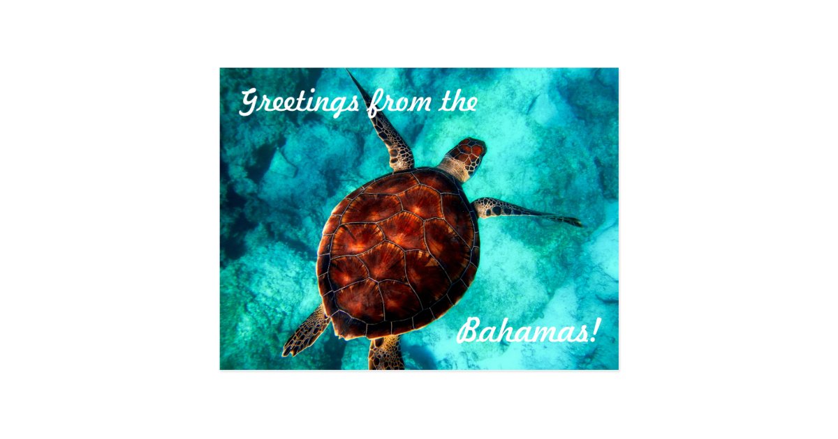 Greetings from the Bahamas Postcard | Zazzle.com