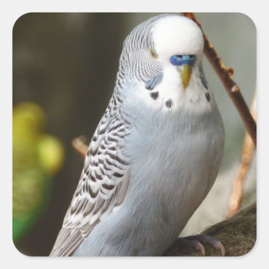 Grey Budgie Bird Square Sticker | Zazzle.com