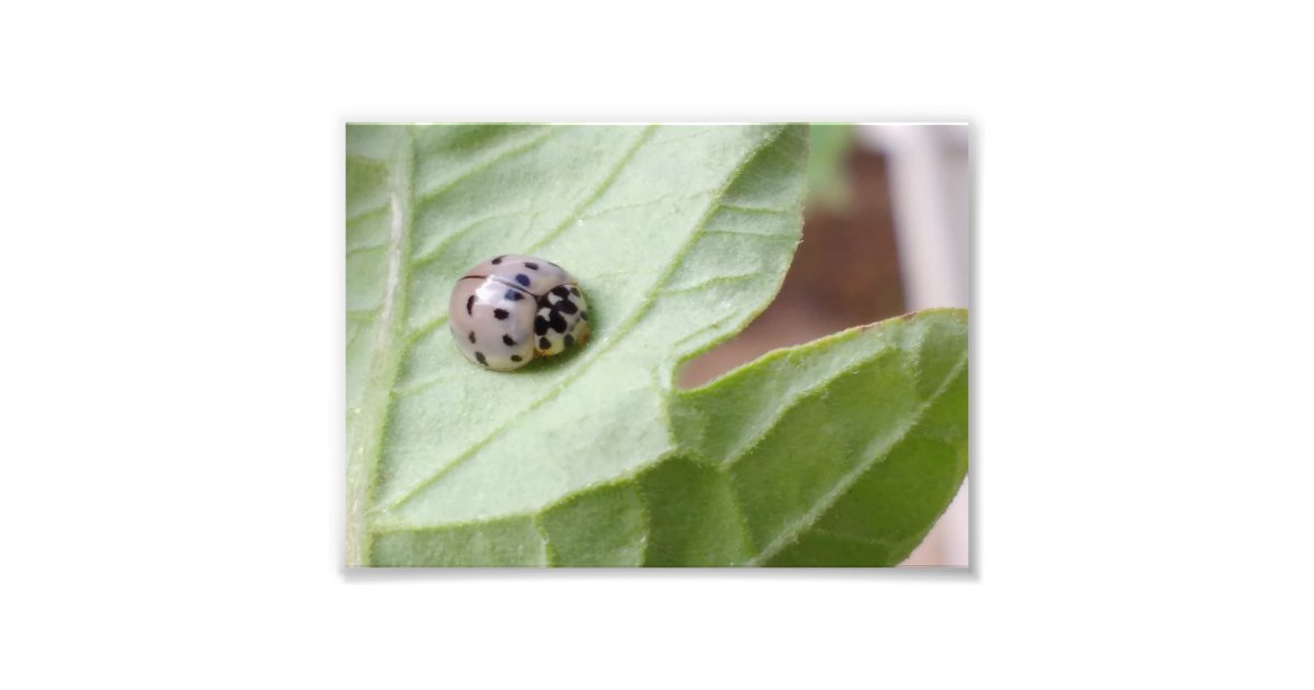 Grey Ladybug Photo Print | Zazzle