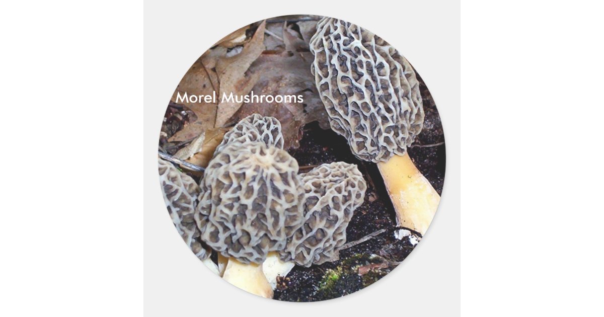 Grey Morels, Morel Mushrooms Classic Round Sticker | Zazzle