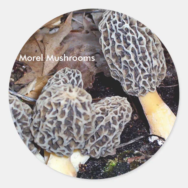 Grey Morels, Morel Mushrooms Classic Round Sticker | Zazzle