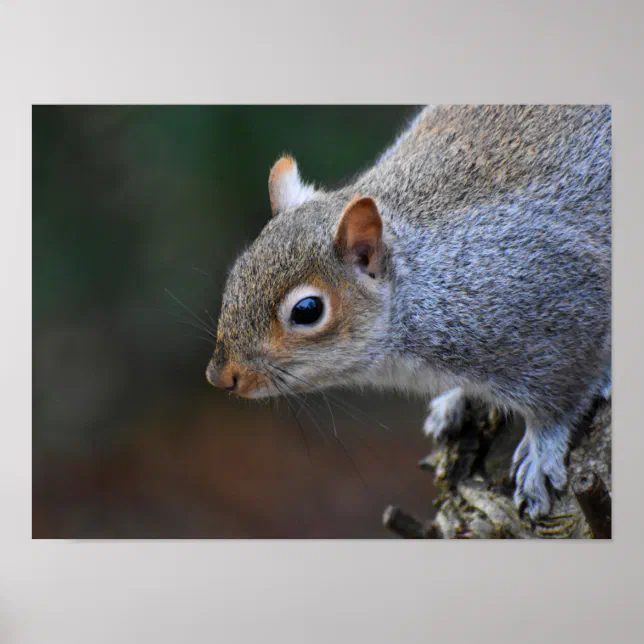 Grey Squirrel Poster | Zazzle
