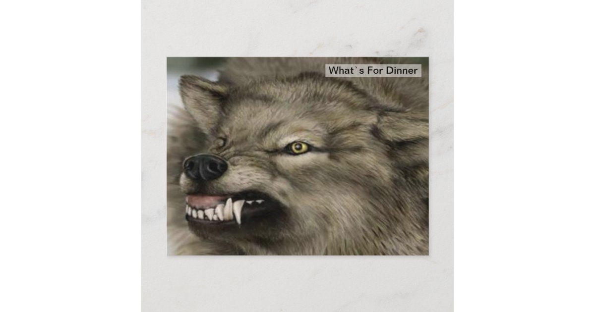 Grey Wolf Dinner Time Postcard | Zazzle