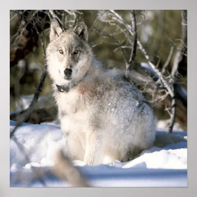 Grey Wolf In Winter Poster | Zazzle