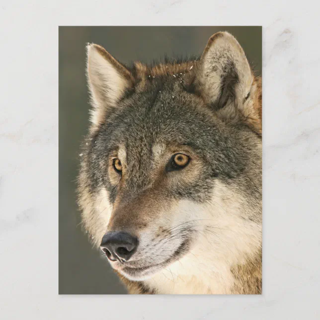 Grey Wolf Postcard | Zazzle