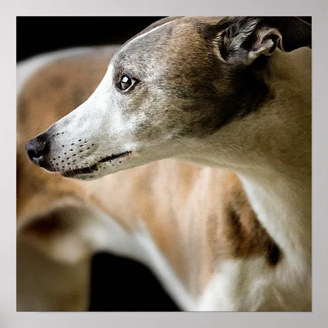 Greyhound Dog Poster | Zazzle