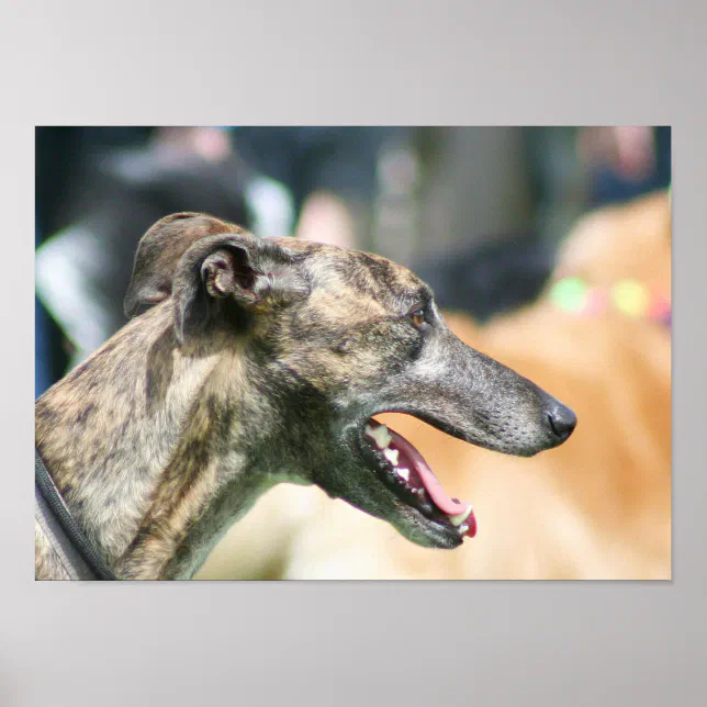 Greyhound poster | Zazzle
