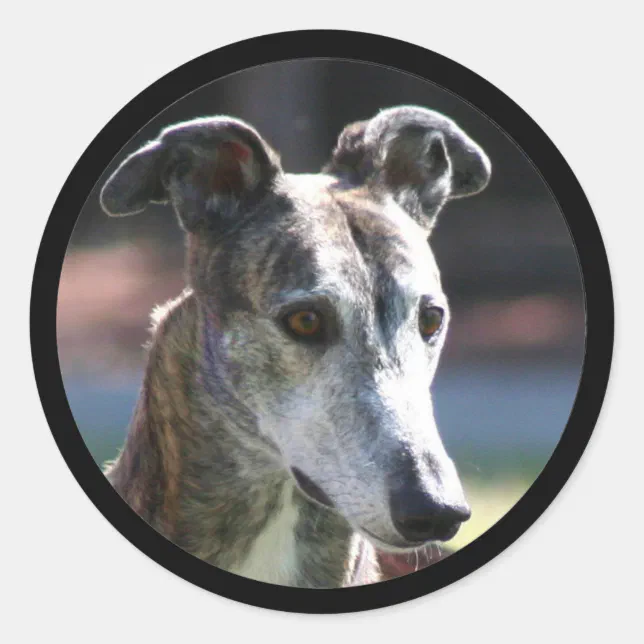 Greyhound stickers | Zazzle