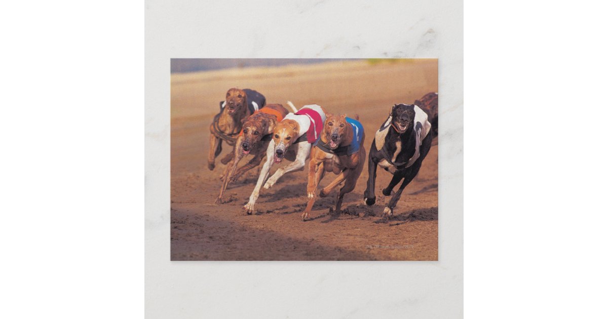 Greyhounds racing on track postcard | Zazzle