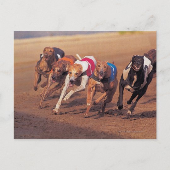 Greyhounds racing on track postcard | Zazzle.com