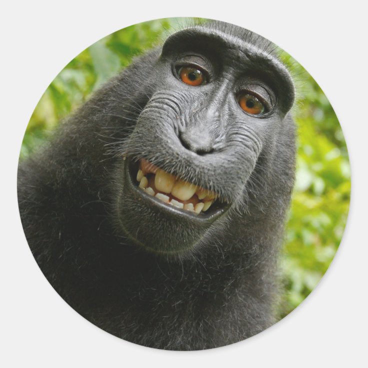 Grinning Monkey Classic Round Sticker | Zazzle