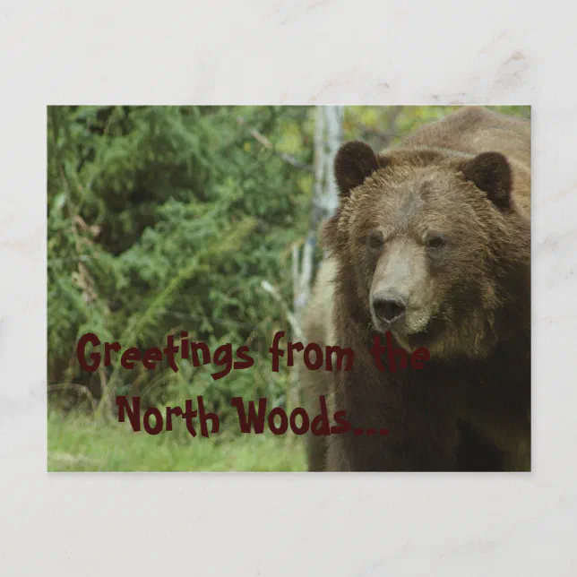 Grizzly Bear Postcard | Zazzle