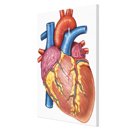 Gross Anatomy Of The Human Heart Canvas Print | Zazzle