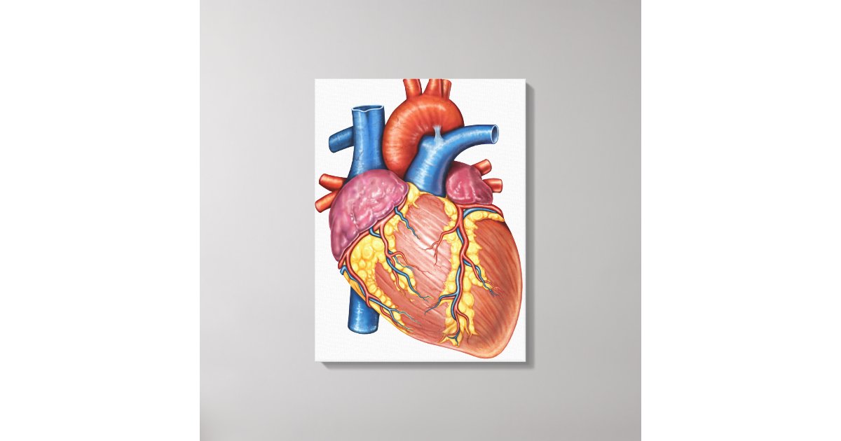 Gross Anatomy Of The Human Heart Canvas Print | Zazzle