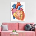 Gross Anatomy Of The Human Heart Canvas Print | Zazzle