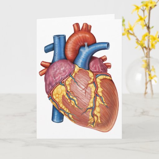 Gross Anatomy Of The Human Heart Card | Zazzle