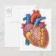 Gross Anatomy Of The Human Heart Postcard | Zazzle