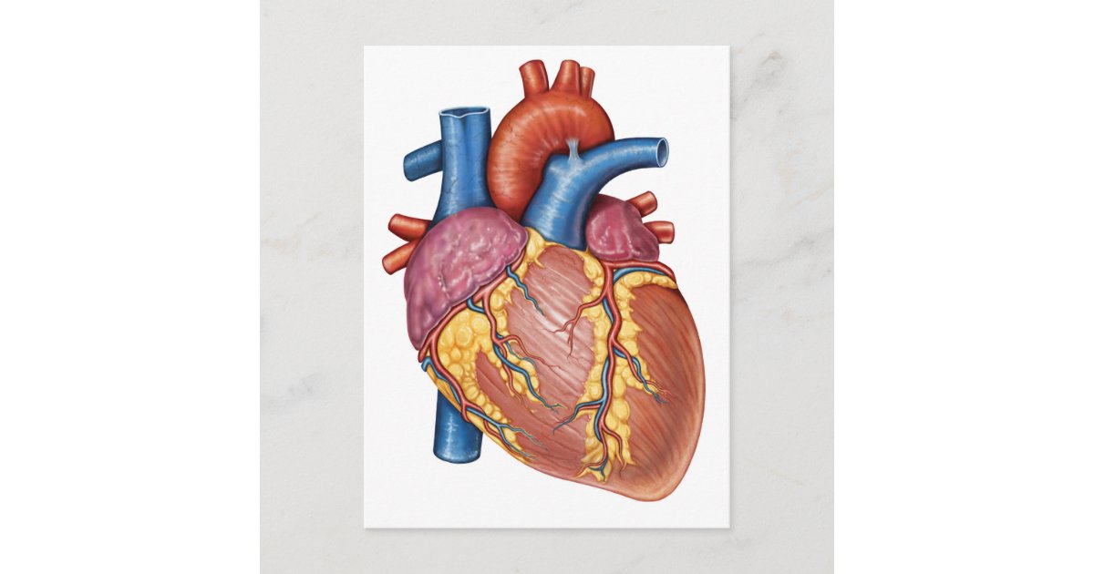 Gross Anatomy Of The Human Heart Postcard | Zazzle