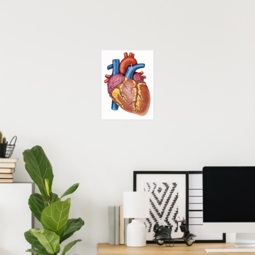 Gross Anatomy Of The Human Heart Poster | Zazzle