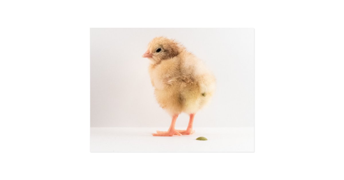 Gross Baby Chick Pooping Photo Postcard | Zazzle.com