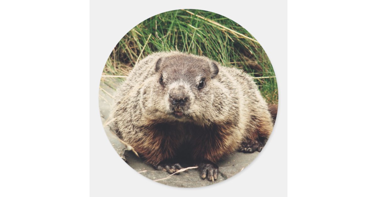 Groundhog Classic Round Sticker | Zazzle