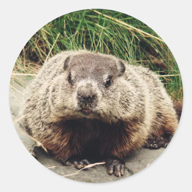 Groundhog Classic Round Sticker | Zazzle