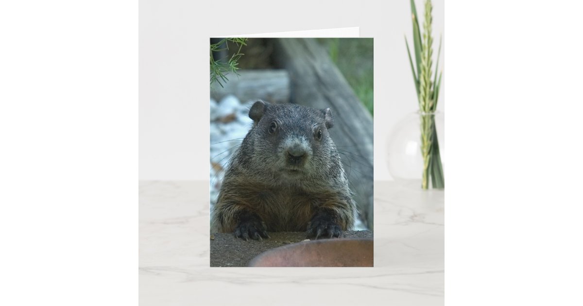 Groundhog Day! Card | Zazzle