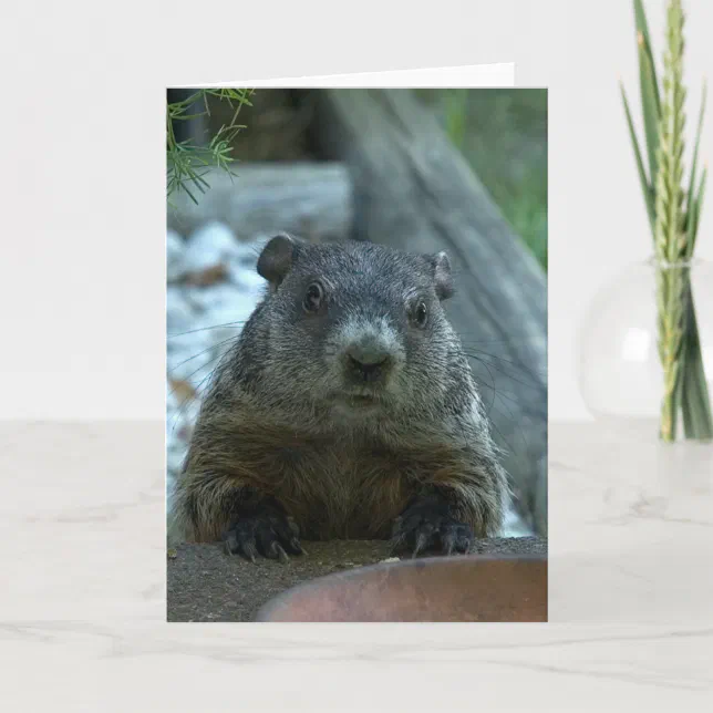Groundhog Day! Card | Zazzle