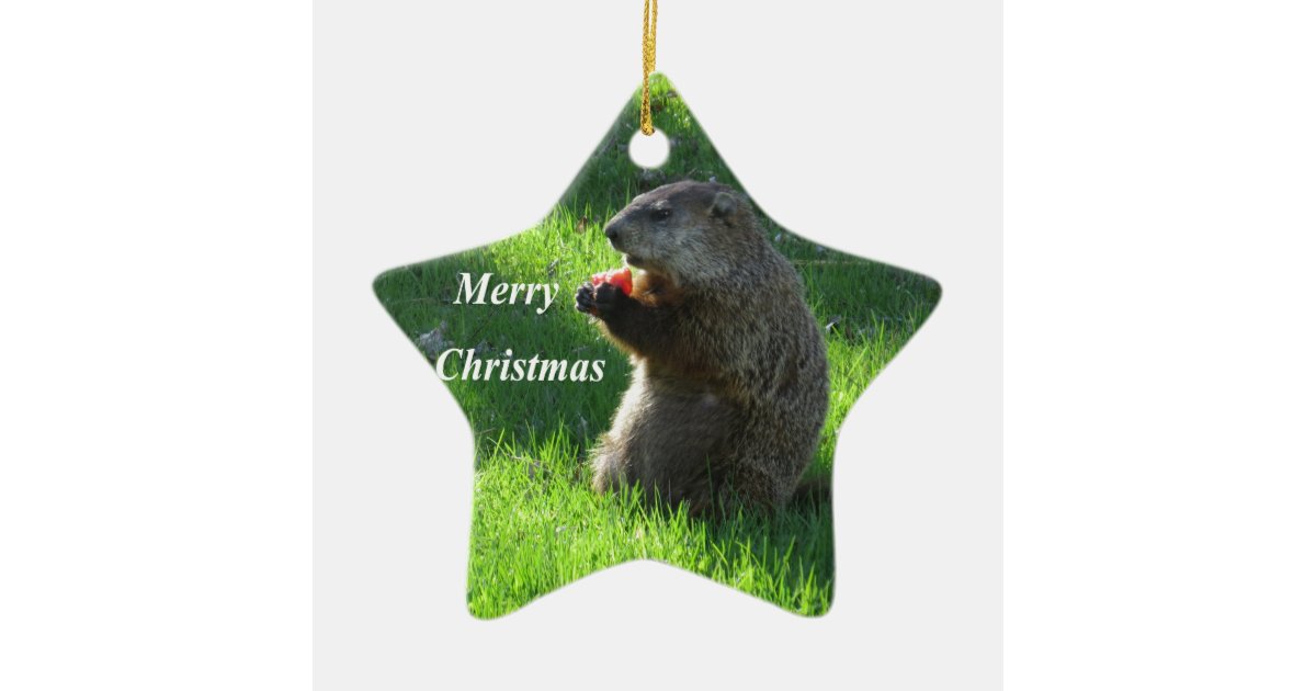 Groundhog eating ceramic ornament | Zazzle