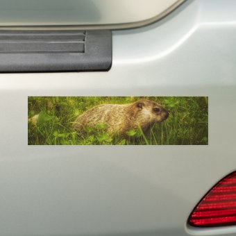 Groundhog in a field bumper sticker | Zazzle