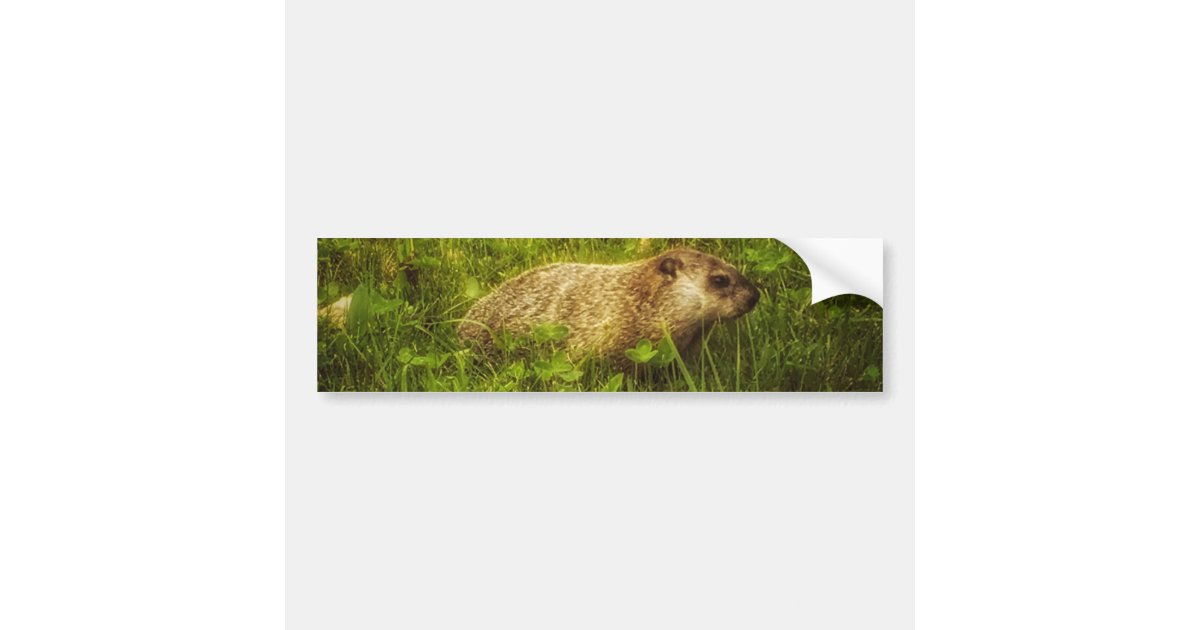 Groundhog in a field bumper sticker | Zazzle